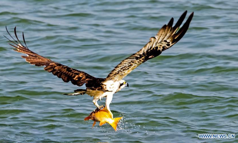 Ospreys observed near Quhe River in Zhejiang - Global Times