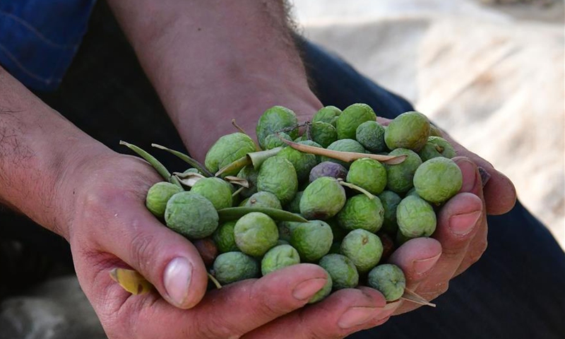 Farmers harvest olives in Sweida province, Syria - Global Times