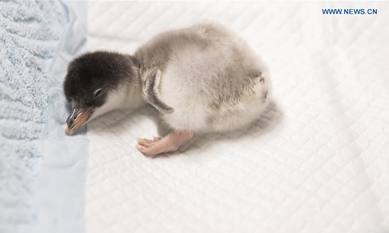 Newborn Penguin