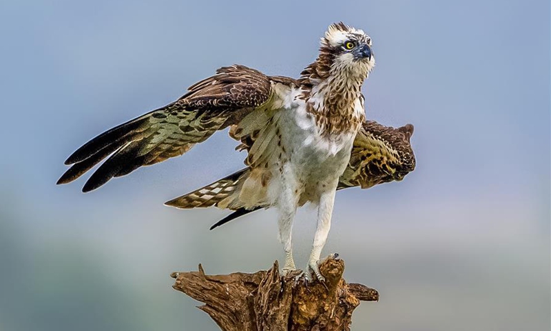 Ospreys observed near Quhe River in Zhejiang - Global Times