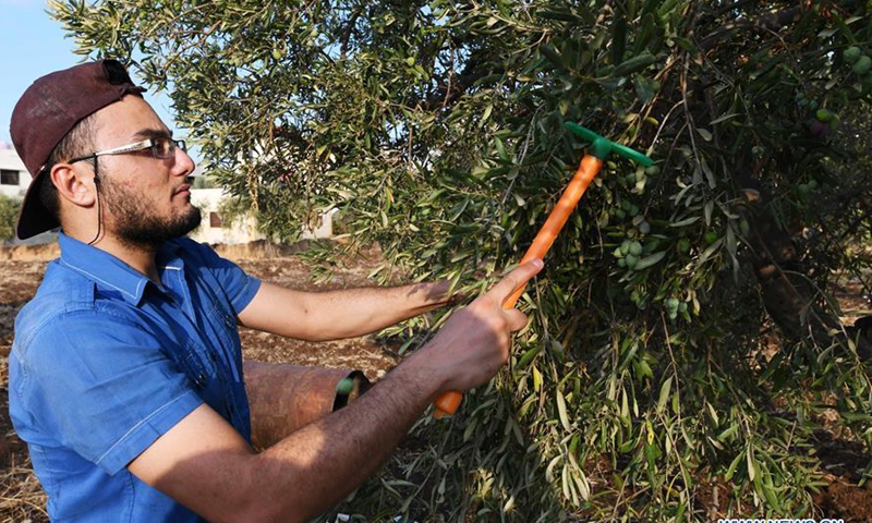 Farmers harvest olives in Sweida province, Syria - Global Times