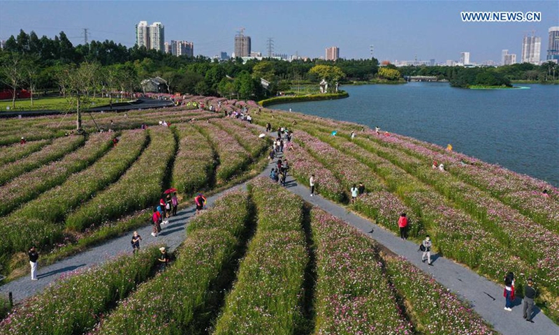 Tourists view cosmos flowers at Haizhu Wetland Park in Guangzhou ...