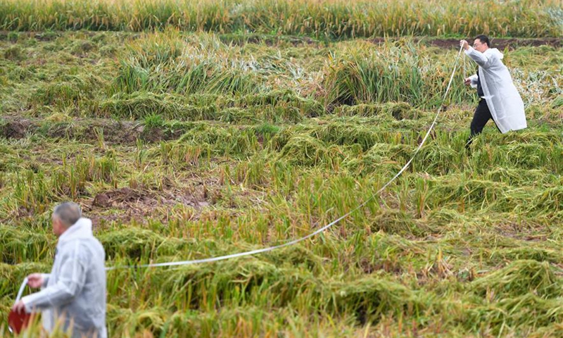 China Focus: Third-generation hybrid rice achieves high yield - Global ...