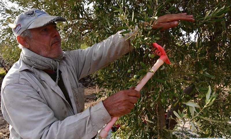Farmers harvest olives in Sweida province, Syria - Global Times