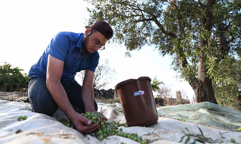 Farmers harvest olives in Sweida province, Syria - Global Times