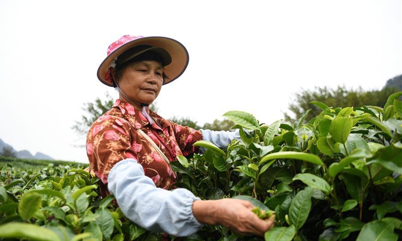 Yingde City in Guangdong famous for black tea plantation - Global Times