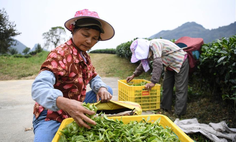 Yingde City in Guangdong famous for black tea plantation - Global Times