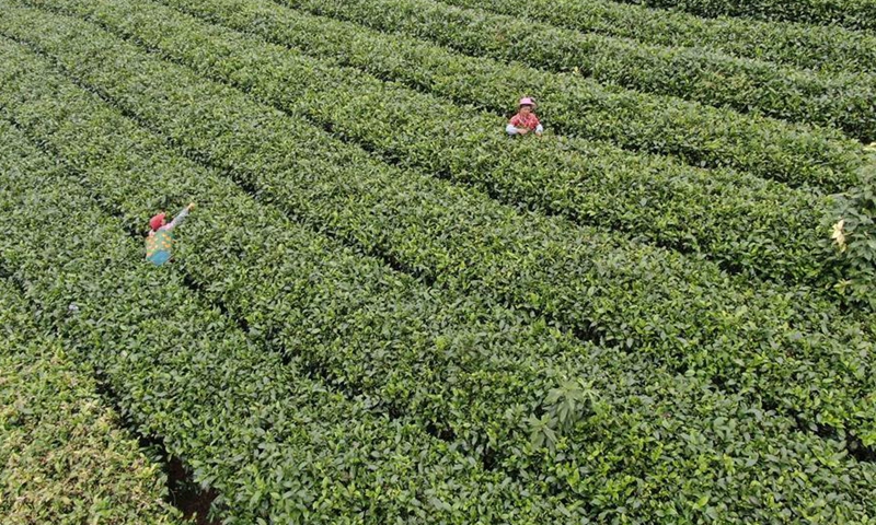 Yingde City in Guangdong famous for black tea plantation - Global Times