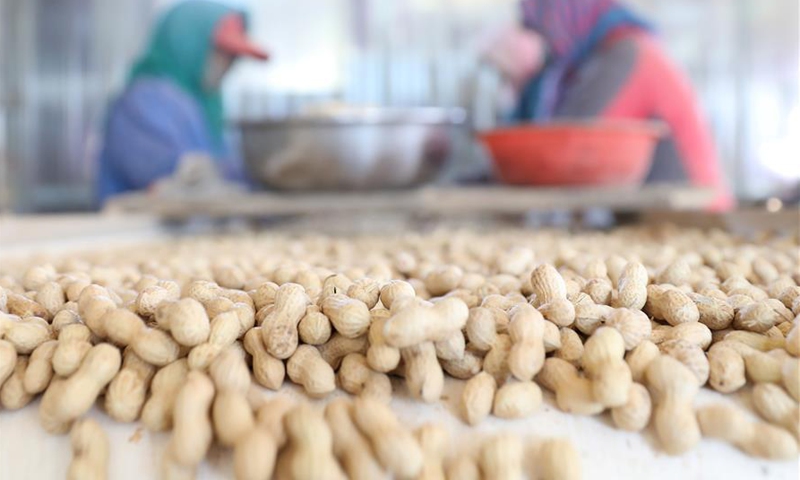 Worker busy processing peanuts in Liaoning - Global Times