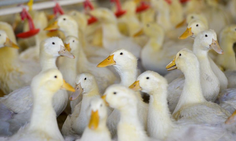 Duck breeding industry helps increase income in Lop County, Xinjiang ...