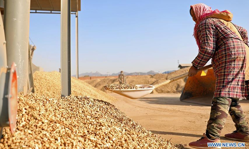 Worker busy processing peanuts in Liaoning - Global Times