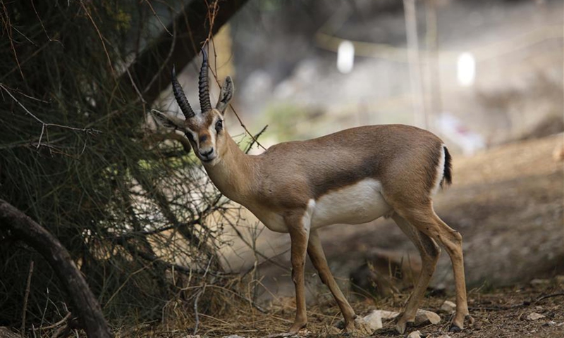 Gazelles seen inside Gazelle Valley in Jerusalem - Global Times