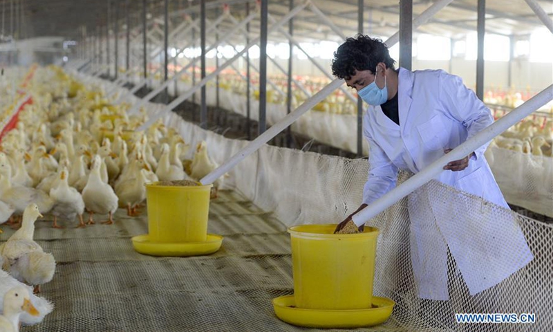 Duck breeding industry helps increase income in Lop County, Xinjiang ...