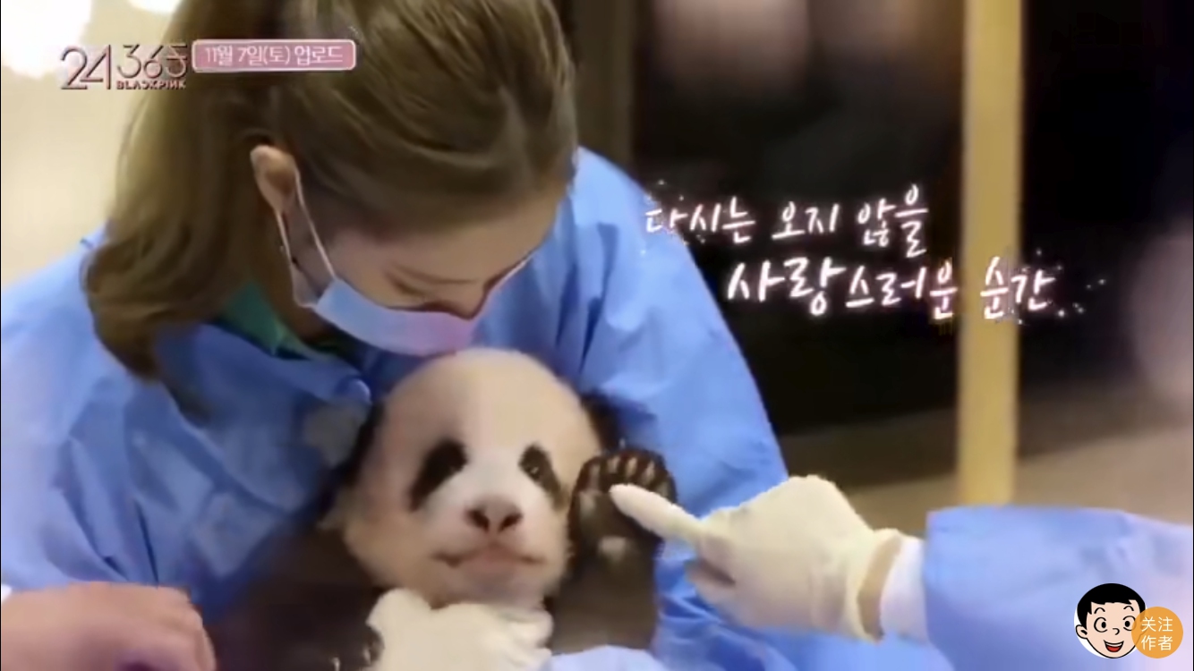 South Korea popular girl band says they touched pandas with disinfected ...
