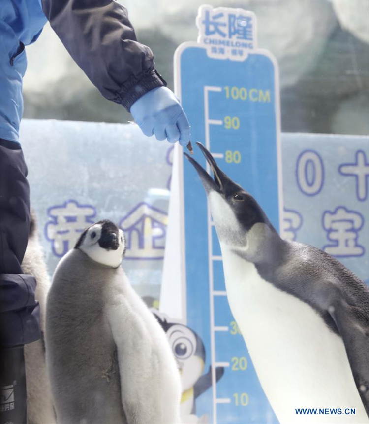 Baby emperor penguins born from June to August this year make their ...