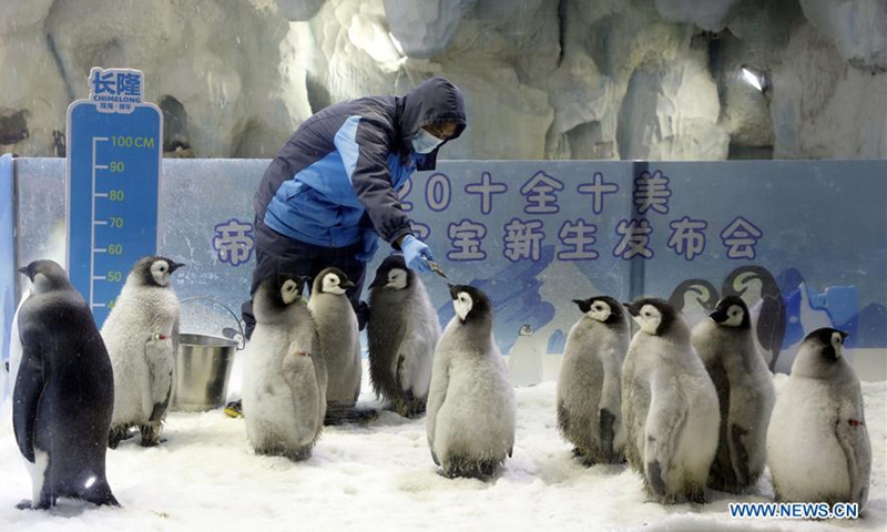 Baby emperor penguins born from June to August this year make their ...