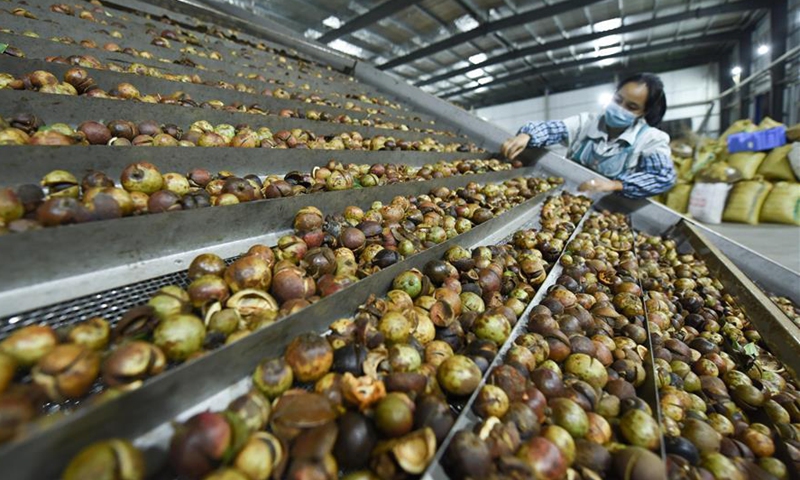 Oil-tea camellia plantation boosts income in Guizhou - Global Times