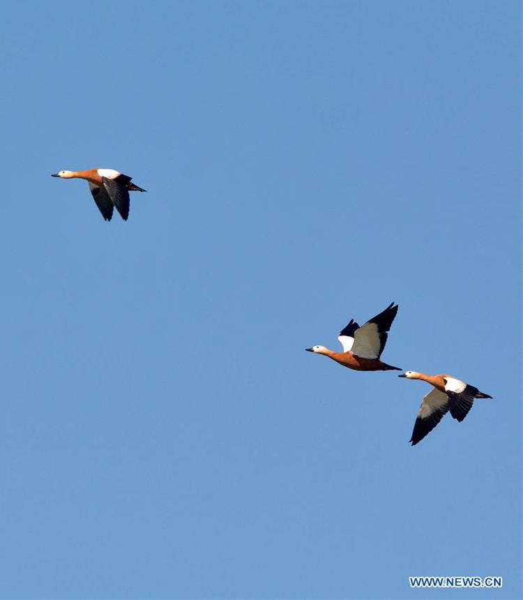 Migratory birds seen at wetland in Guwahati, India - Global Times