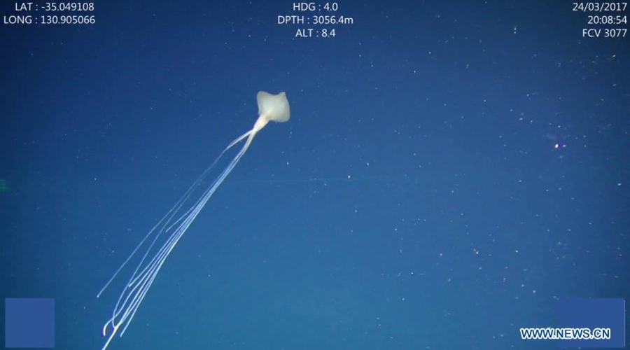 Rare Bigfin Squid sighted in Australian waters for first time - Global Times