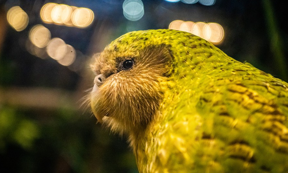 Kakapo crowns New Zealand's Bird of the Year for 2020 after beating ...