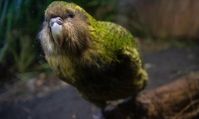Kakapo exhibited at Orokonui Ecosanctuary in New Zealand - Global Times