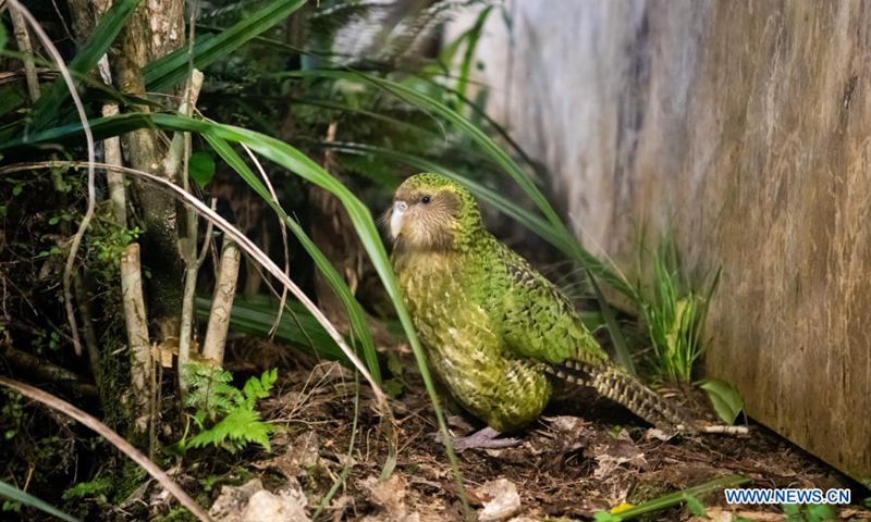 Kakapo exhibited at Orokonui Ecosanctuary in New Zealand - Global Times