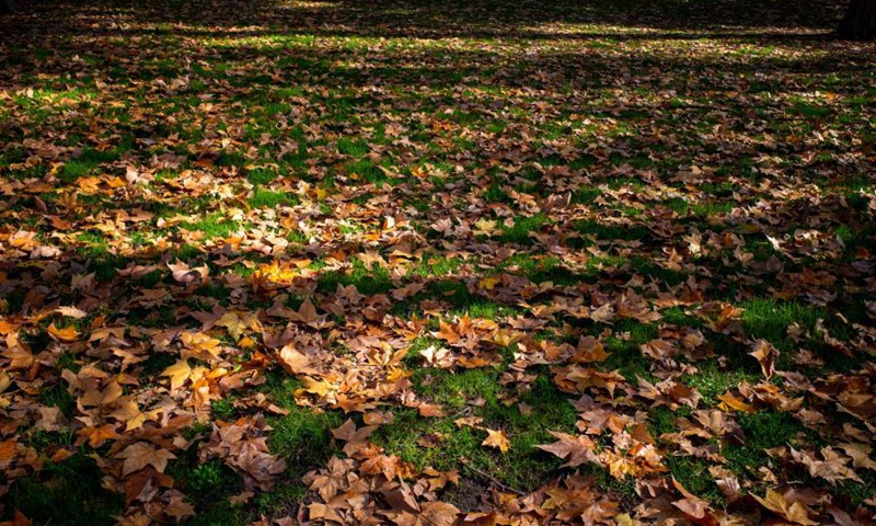 Autumn scenery of El Retiro Park in Madrid - Global Times