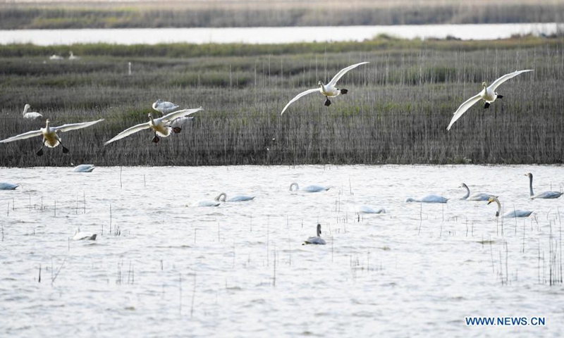 Swans seen on Shijiu Lake in Nanjing, east China's Jiangsu - Global Times