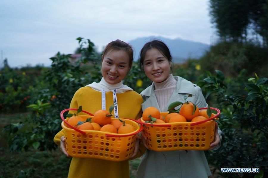 Orange enters harvest in Guantian Village, Jiangxi - Global Times
