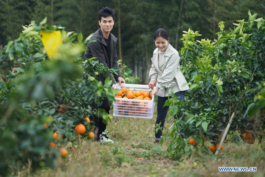 Orange enters harvest in Guantian Village, Jiangxi - Global Times