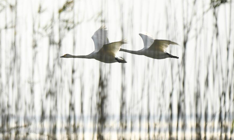 Swans seen on Shijiu Lake in Nanjing, east China's Jiangsu - Global Times