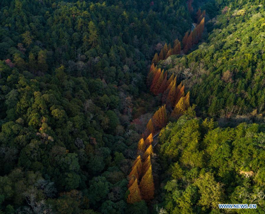 Scenery of Longqi Mountain National Nature Reserve in Fujian - Global Times
