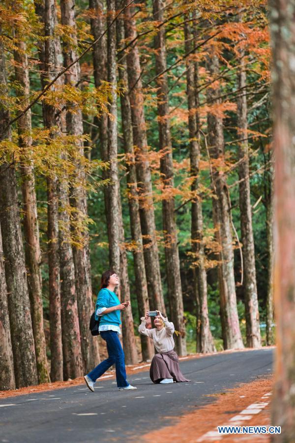 Scenery of Longqi Mountain National Nature Reserve in Fujian - Global Times