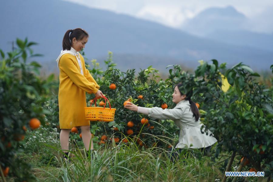 Orange enters harvest in Guantian Village, Jiangxi - Global Times