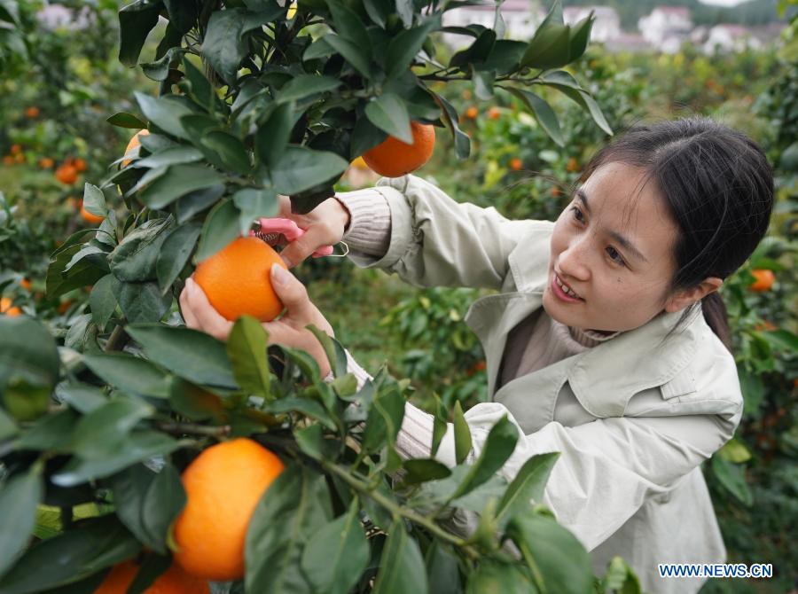 Orange enters harvest in Guantian Village, Jiangxi - Global Times