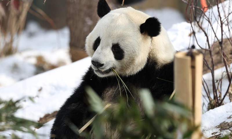 Giant pandas seen at snow-covered Xining Panda House in Qinghai ...