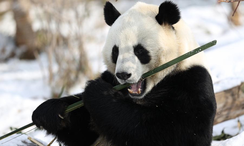Giant pandas seen at snow-covered Xining Panda House in Qinghai ...
