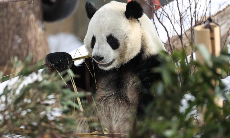 Giant pandas seen at snow-covered Xining Panda House in Qinghai ...