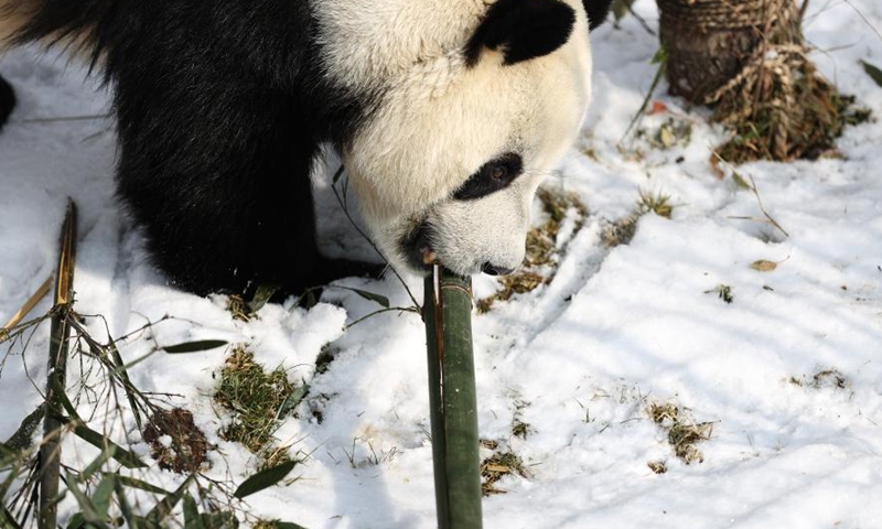 Giant pandas seen at snow-covered Xining Panda House in Qinghai ...
