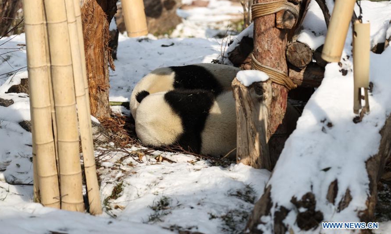 Giant pandas seen at snow-covered Xining Panda House in Qinghai ...