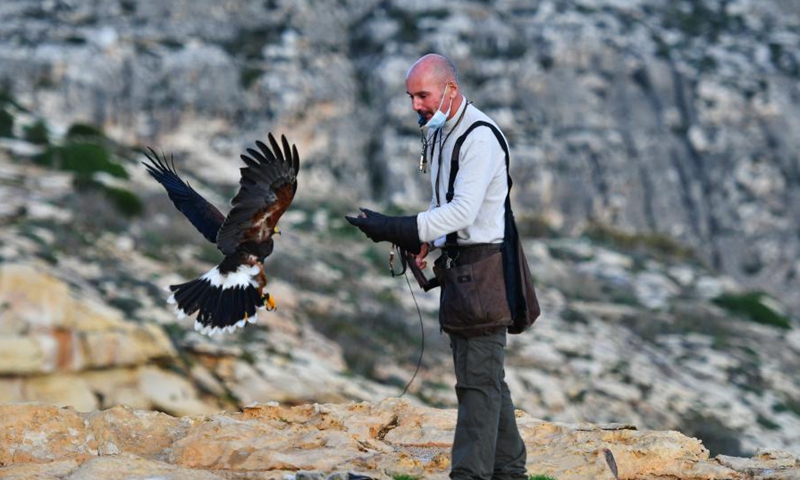 World Falconry Day marked in Wied iz-Zurrieq, Malta - Global Times