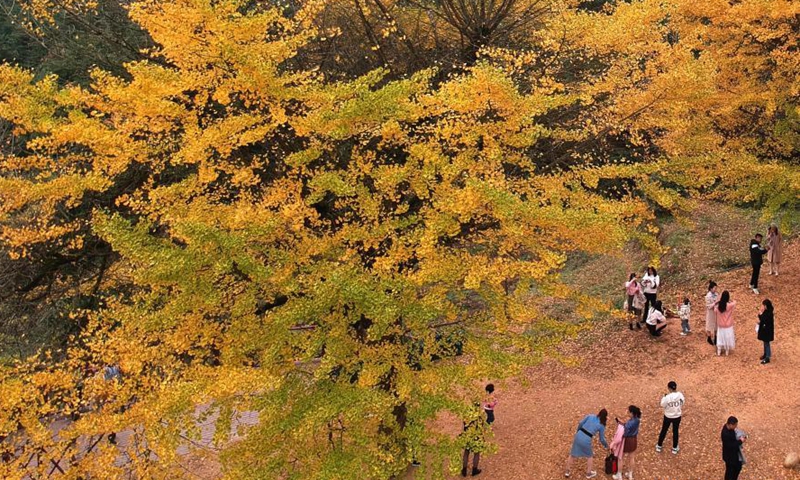 Tourists view ginkgo trees in Hunan - Global Times