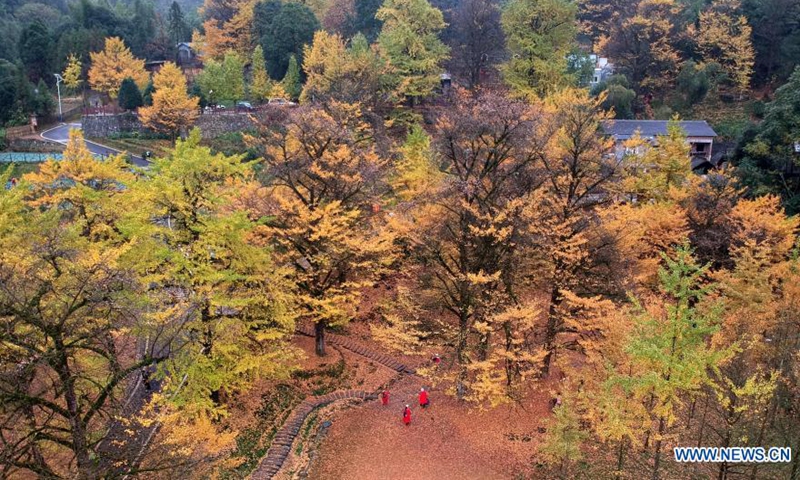 Tourists view ginkgo trees in Hunan - Global Times