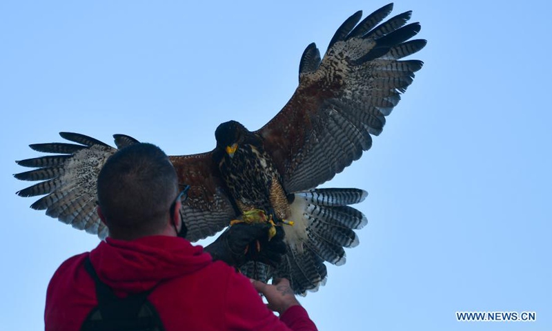 World Falconry Day marked in Wied iz-Zurrieq, Malta - Global Times