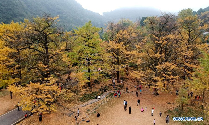 Tourists view ginkgo trees in Hunan - Global Times