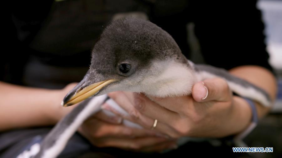 Penguin chick seen at Sydney's Sea Life Aquarium - Global Times