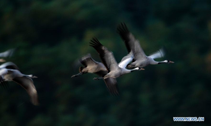 Migratory birds seen in National Nature Reserve of Black-necked Cranes ...