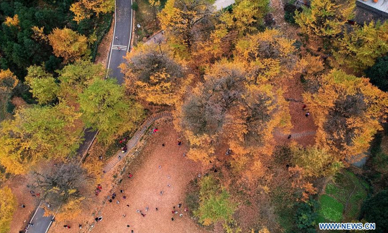 Tourists view ginkgo trees in Hunan - Global Times
