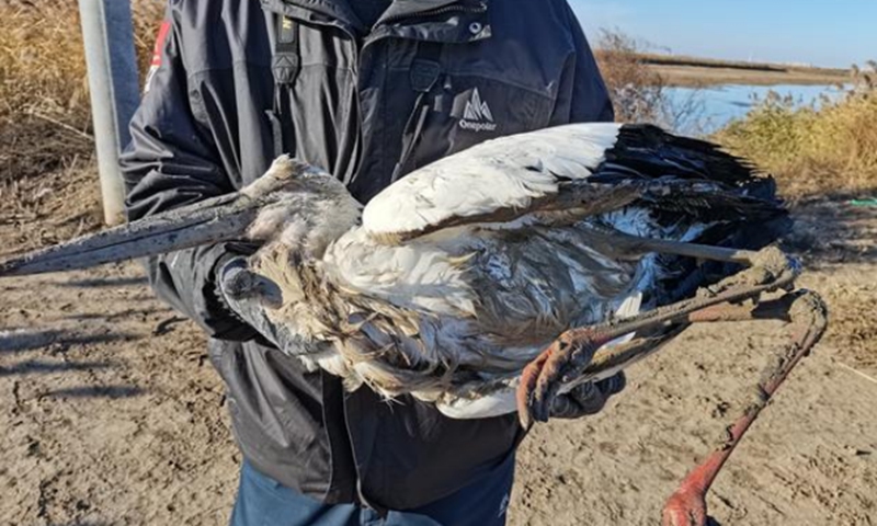 25 oriental white storks found dead in N China's Tianjin, cause of ...
