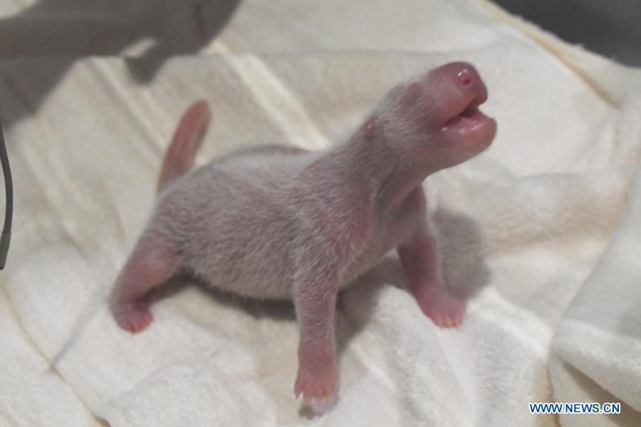 Giant panda cub born in Western Japan zoo - Global Times